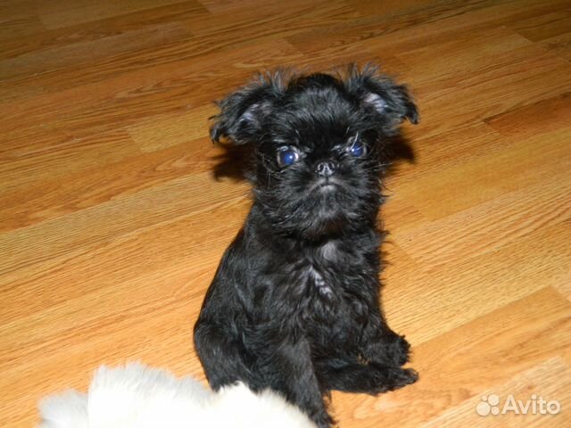 Девочка бельгийка