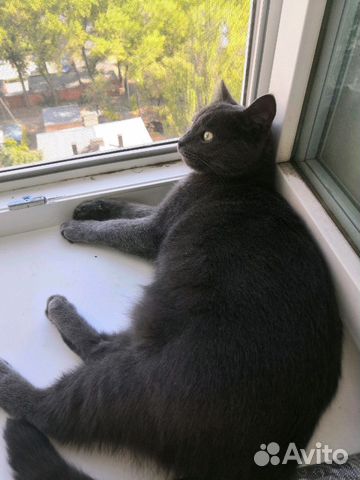 Пропала кошка