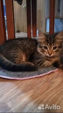 Тигровый мальчик