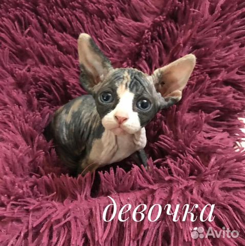 Продам котят канадский сфинкс