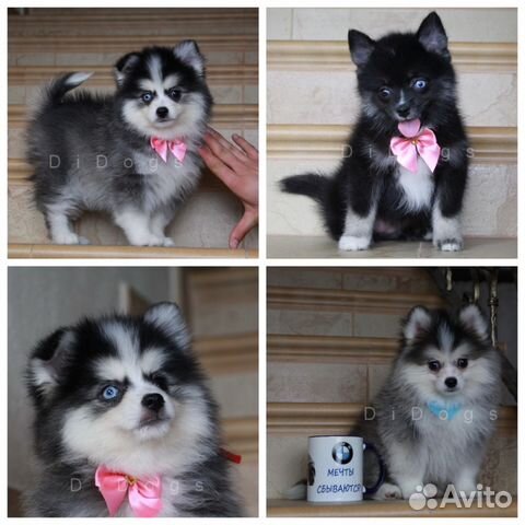 Свободные каре и голубоглазые Мини Хасики, Помски