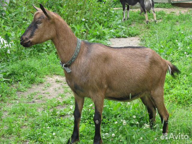 Чешская коза