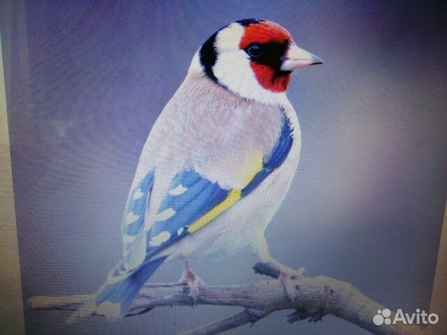 Чижи и щеглы