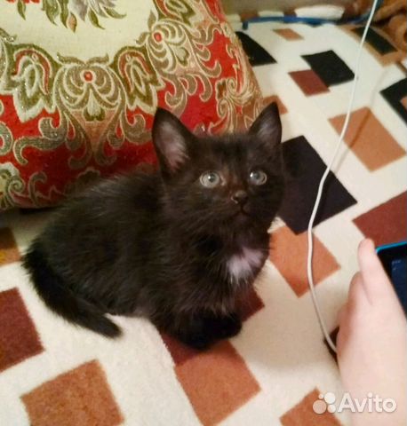 Бесплатно котеночек