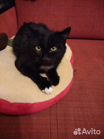 Черный котенок мальчик в хорошие руки