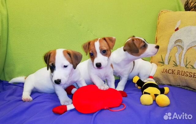 Джек рассел терьер - девочки(сестренки)
