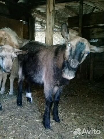 Козлик на племя