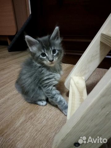 Котята Мейн-кун
