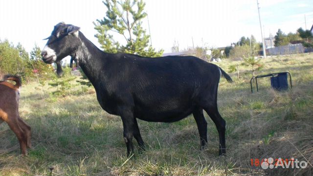 Нубийская коза 75