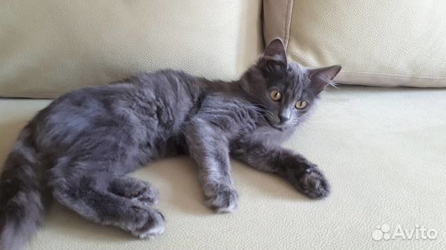 Ищем дом красивому котику