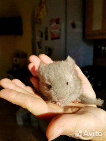 Шиншилла мальчик (1,5 мес)