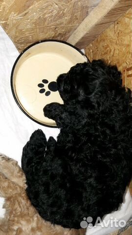 Карликовый пудель