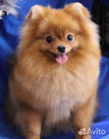 Милые шпицедетки