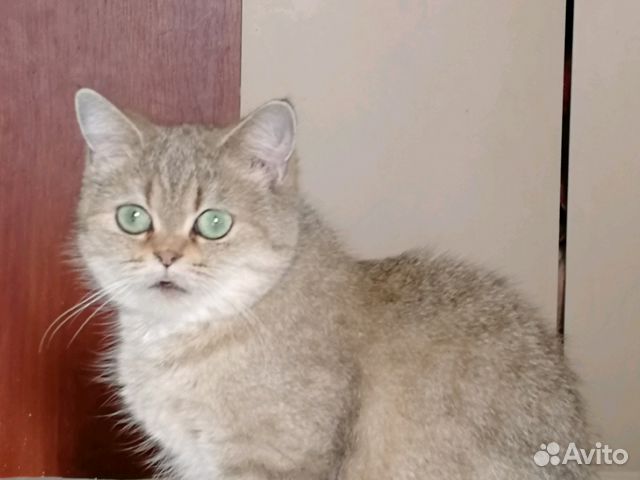 Шотландская кошка в добрые руки