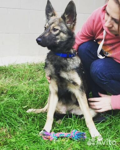 Красивый щенок в дар