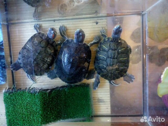 Черепахи красноухие водяные