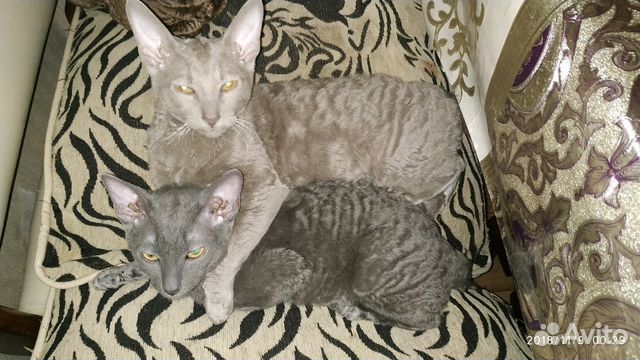 Корниш-Рекс