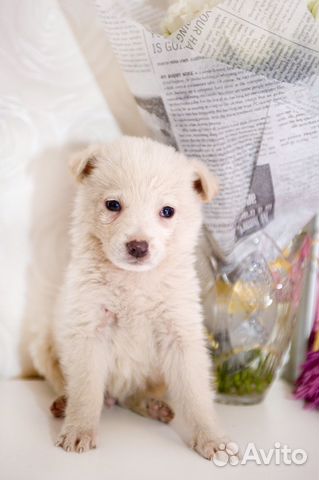 Снежок ищет дом