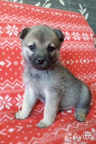 Лорд ищет дом