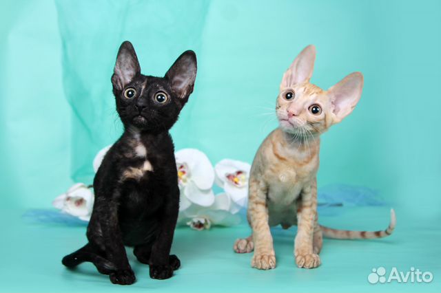 Котенок корниш-рекс