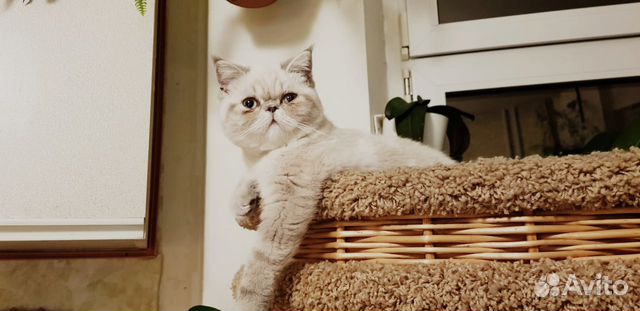Премиальный котенок породы Американский экзот