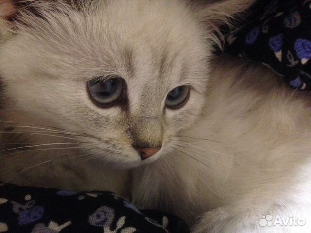 Продам котёнка