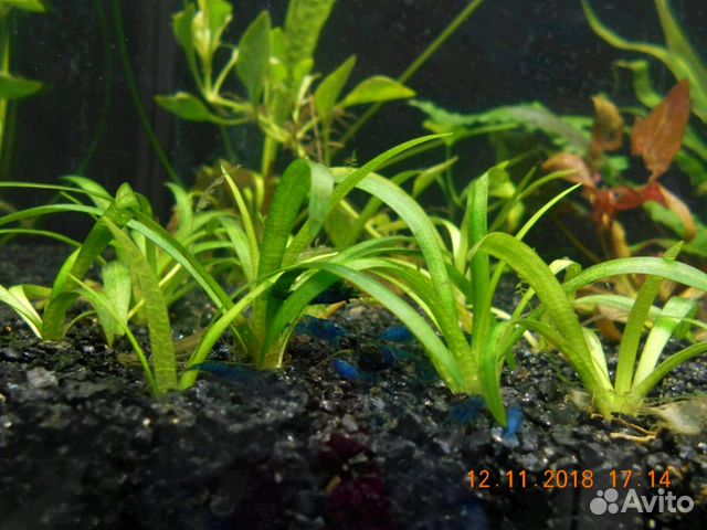 Аквариумное растение