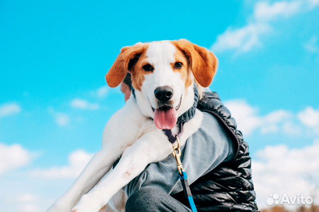 Метис гончей в ответственные руки