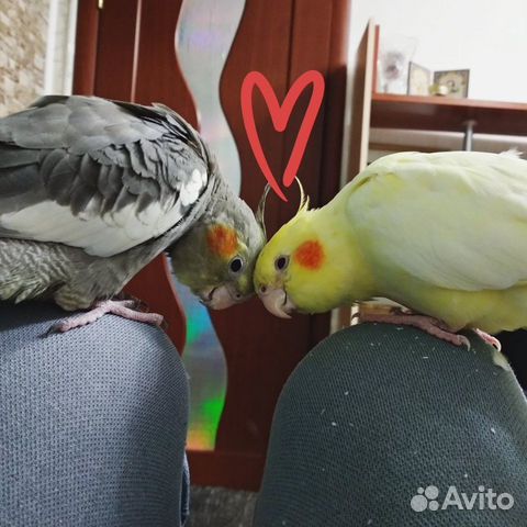 2 попугая Карелла