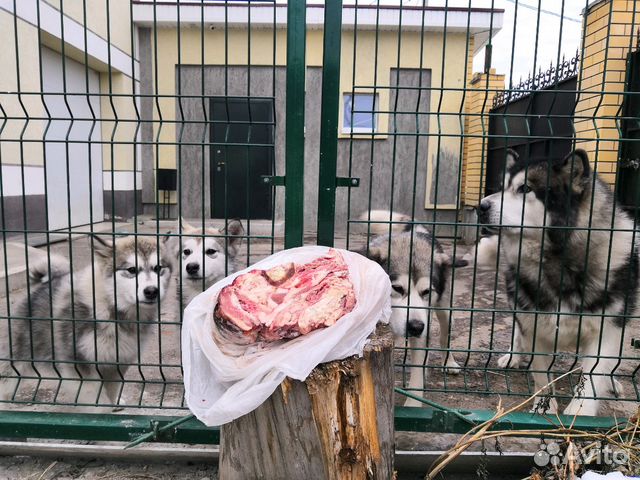 Высокопородистые щенки Аляскинского маламута
