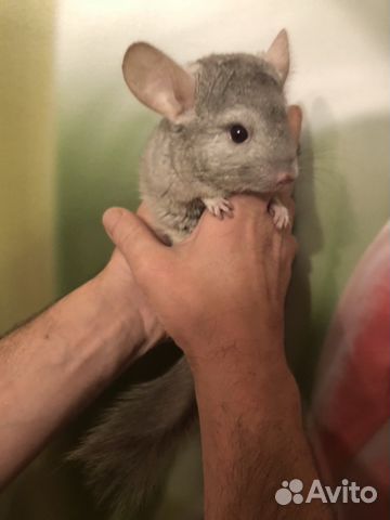 Чудесные малыши шиншиллята 3 мес