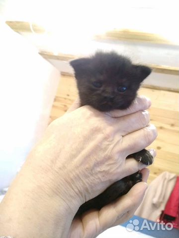 Демонический британский кот