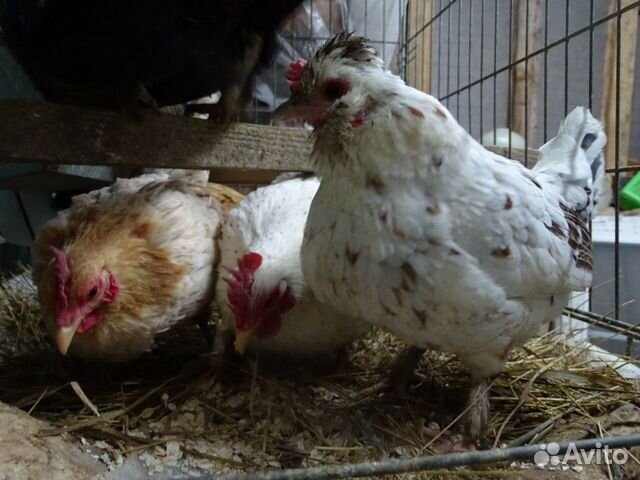 Семья карликовых куриц. Бентамки