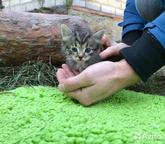 Нежный котёнок в добрые руки. Бесплатная доставка