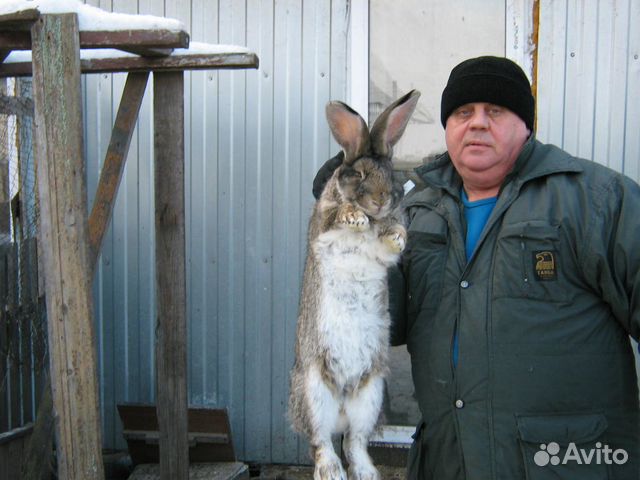Кролики породы Фландер