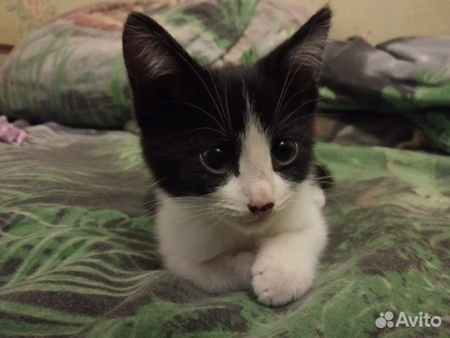 Котёнок Феликс ищет дом