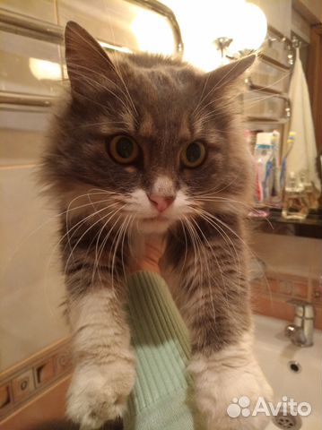 Котенок ищет дом