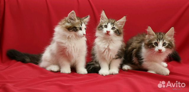 Норвежские лесные котята с документами