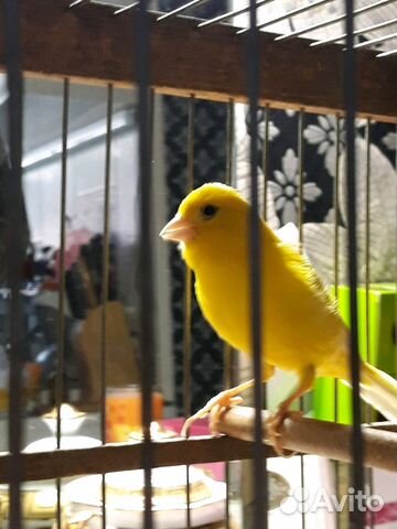 Кенарь певчий лимонный
