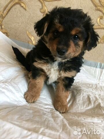 Отдадим в хорошие руки