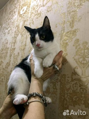 Отдам в добрые руки