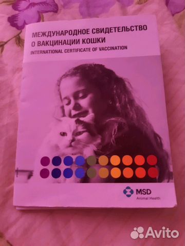 Кот шотландский митис
