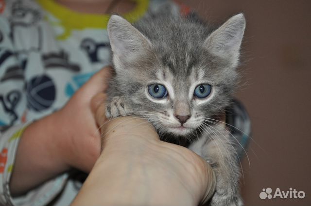 Голубоглазки