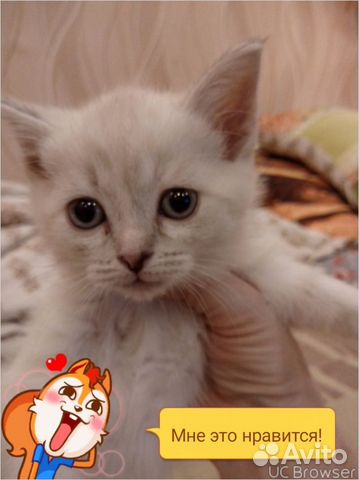 Продаются котята,три кота и одна кошечка