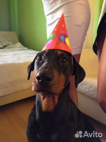 Немецкий пинчер на вязку