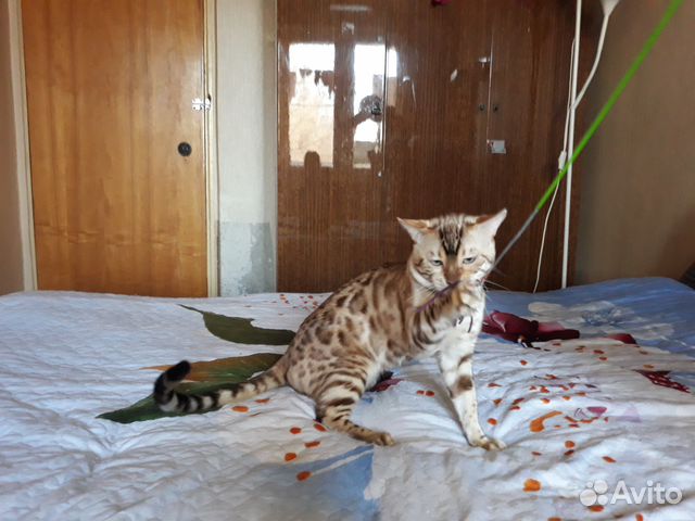 Продажа бенгалов