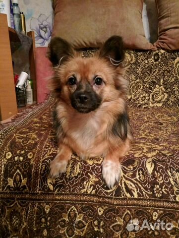 Отдам в хорошие руки собаку смесь шпитца