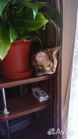 Продается кошка бенгалка