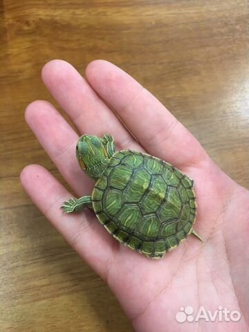 Красноухая Черепаха