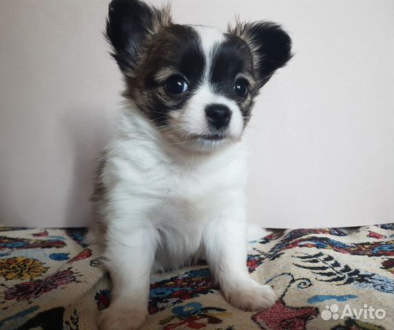 Щенки чихуахуа длинношерстные